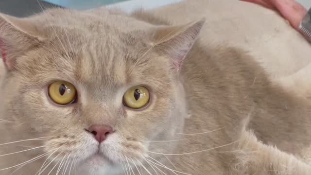 Стрижка или линька кошке - что выбрать?