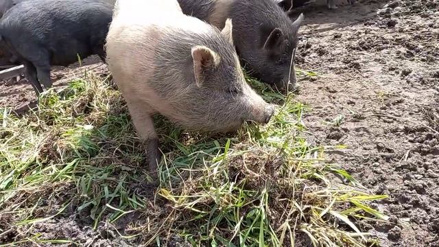 Кормлю поросят.