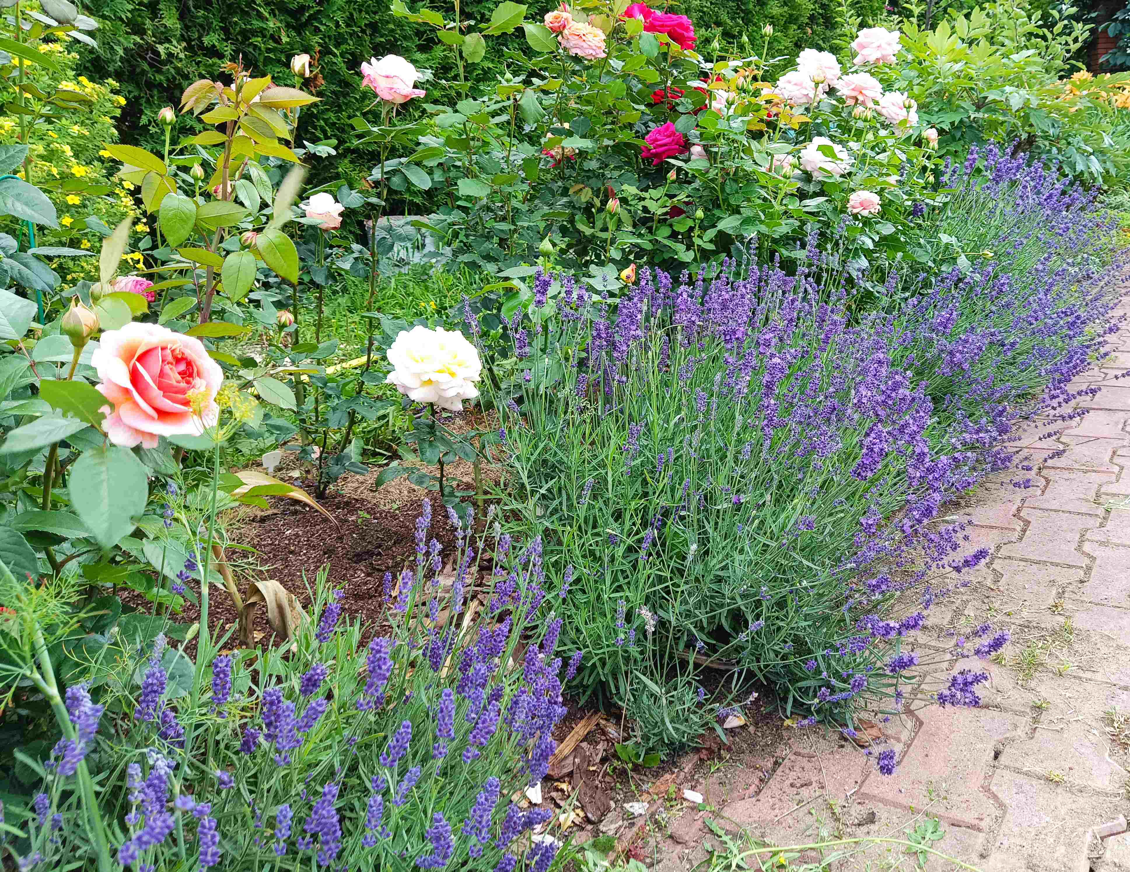 СЕКРЕТЫ ВЫРАЩИВАНИЯ ЛАВАНДЫ