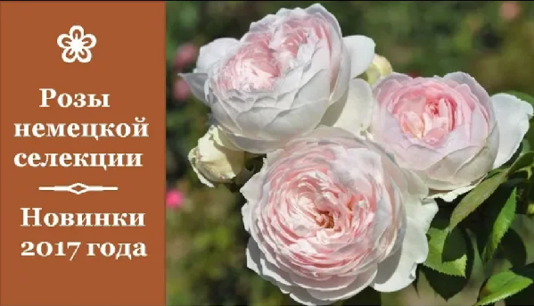 ❀ Розы немецкой селекции. Новинки 2017 года