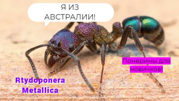 Содержание муравьёв вида Rhydoponera Metallica (Ретидопонера металлика)
