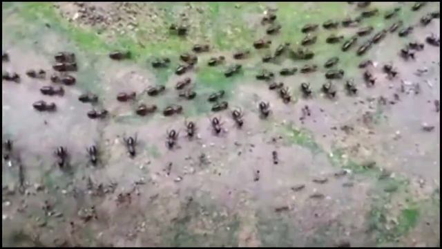 Всего лишь тропа муравьев и тропа термитов, пролегающие параллельно друг другу