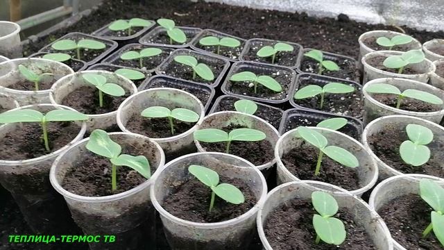 4 день рассаде огурцов после всходов сорт Бьёрн и СВ 4097