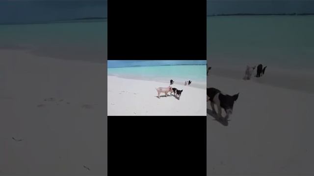 Водоплавающие свиньи