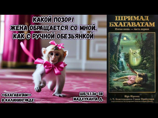 Какой позор! Жена обращается со мной, как с ручной обезьянкой. Мадхуканта д. ШБ.5.1.36–38