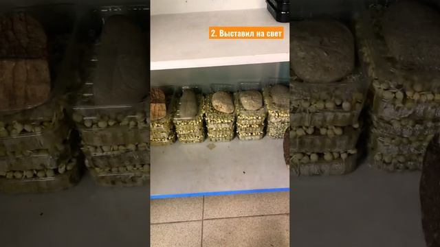 Процесс прорастания семян Микрозелени и беби зелени .