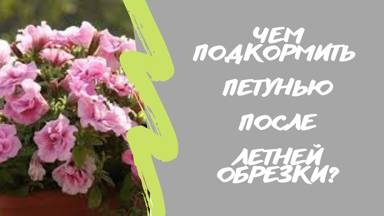 Чем подкормить петуньи? после летней обрезки?