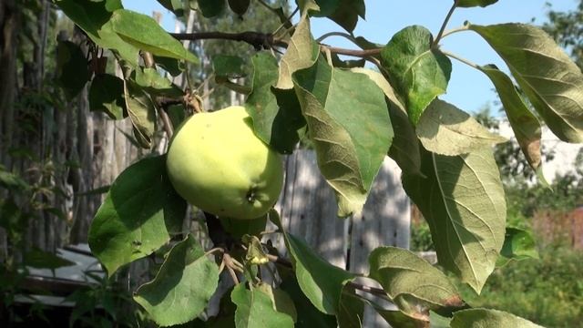 Утро в деревне. Пение птиц