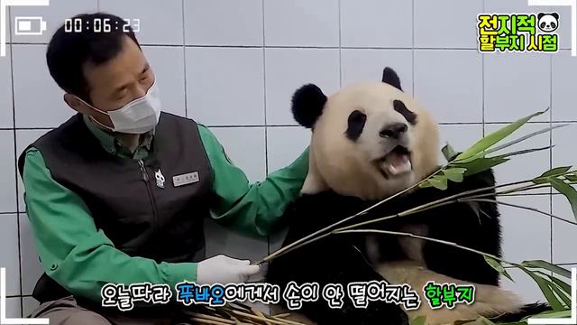 Панда прощается со смотрителем зоопарка, который растил ее 3 года