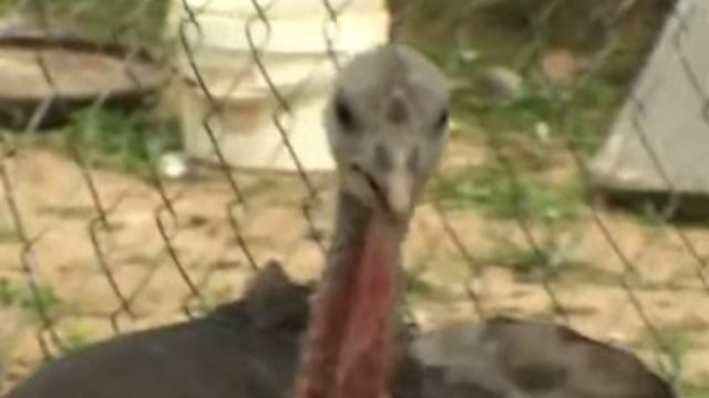 'Терешата'. Про индейку