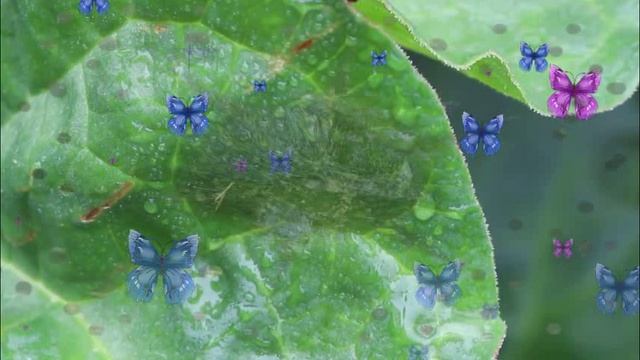 Успокаивающие звуки летнего луга.