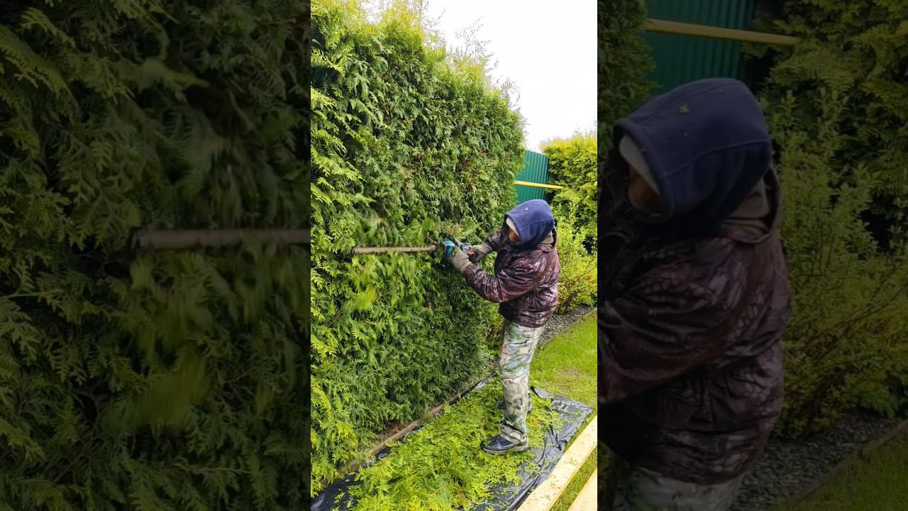 Стрижка живой изгороди из туй завораживает #шорт #шорты #садовник #изгородь #туя #топиарий