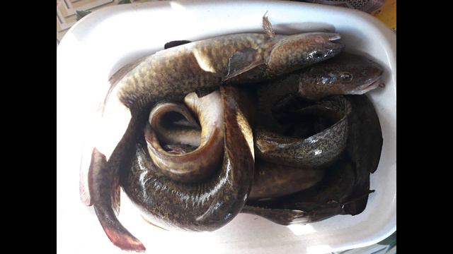 Lens: озеро Хубсугул, Монголия