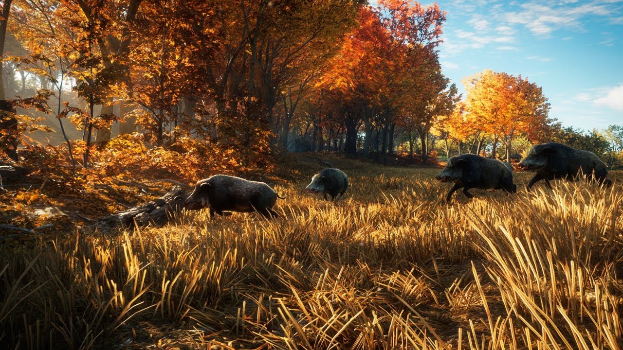 Stalker Online  Кабаны у Хворостовки).