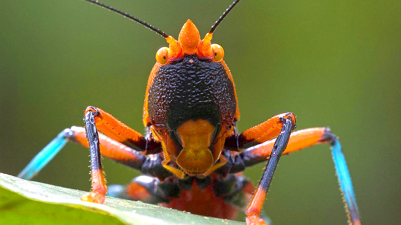 Эти удивительные насекомые