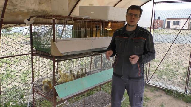 ОШИБКИ ИНКУБАЦИИ. Как правильно инкубировать гусиные яйца.