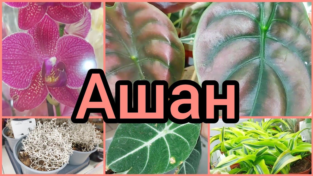 #Ашан ? Интересные Алоказии? #Суккуленты ? #ОРХИДЕИ #Фикус Цикас #цветы #растения #Липецк #обзор