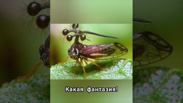 Левша, подковавший блоху, прослыл как искусный мастер.. Но Кто сотворил саму блоху и все ее органы?