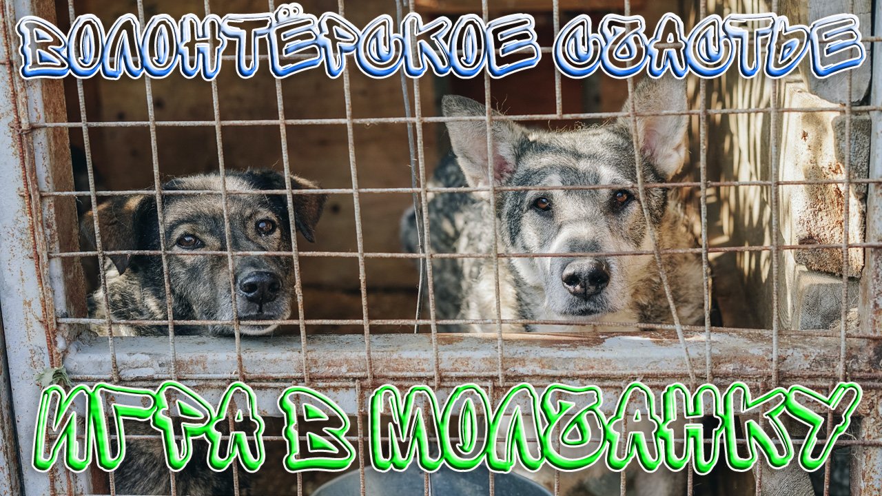 Игра в молчанку / Волонтерское счастье