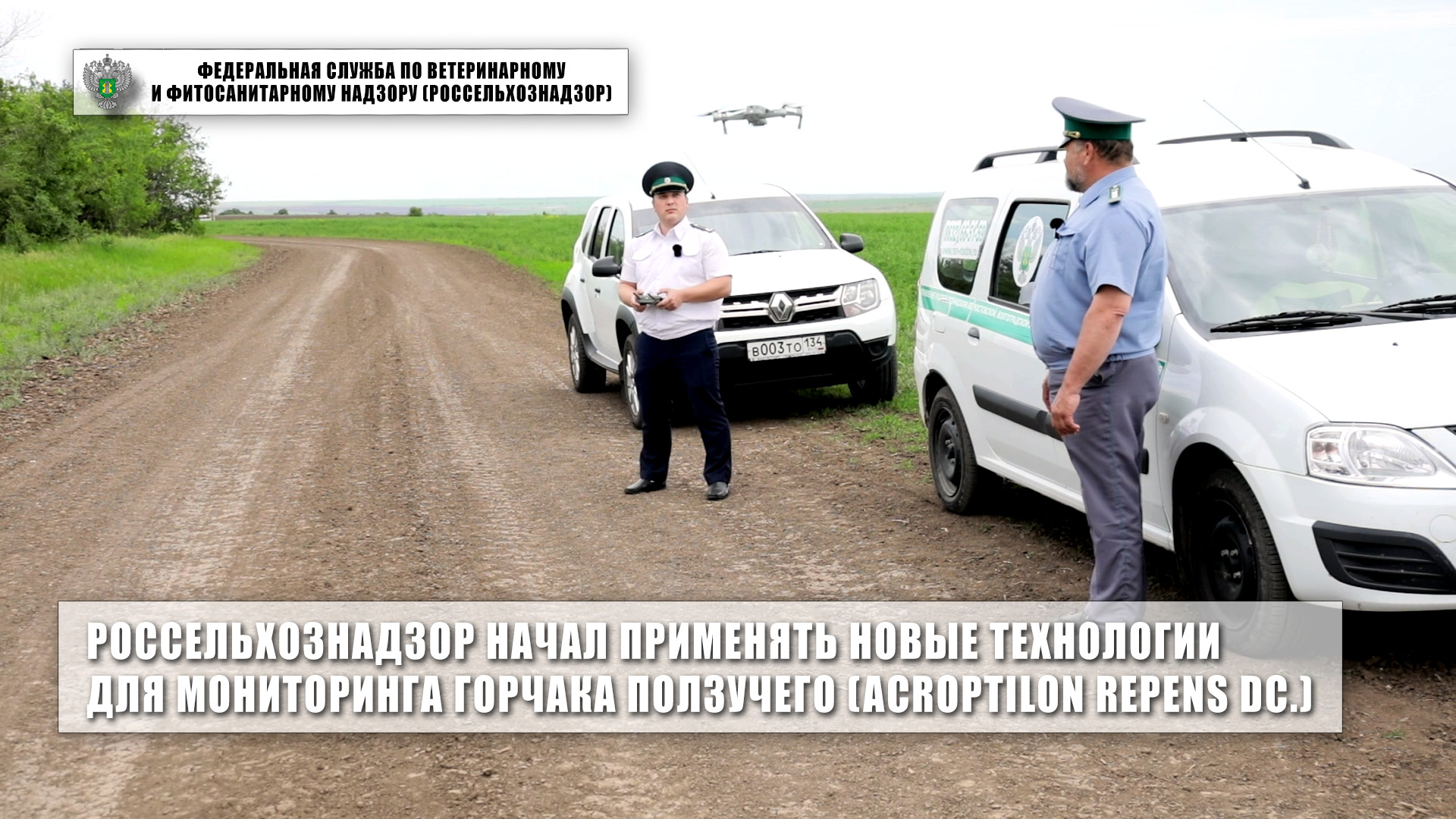 Россельхознадзор начал применять новые технологии для мониторинга горчака ползучего (Acroptilon repe