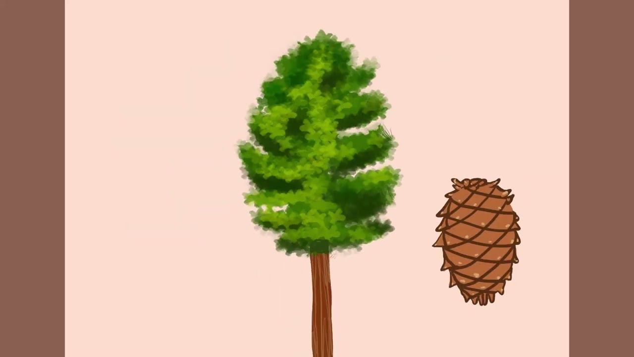 14 Мод джида