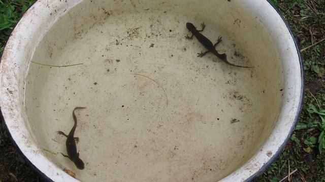 Гребенчатые тритоны