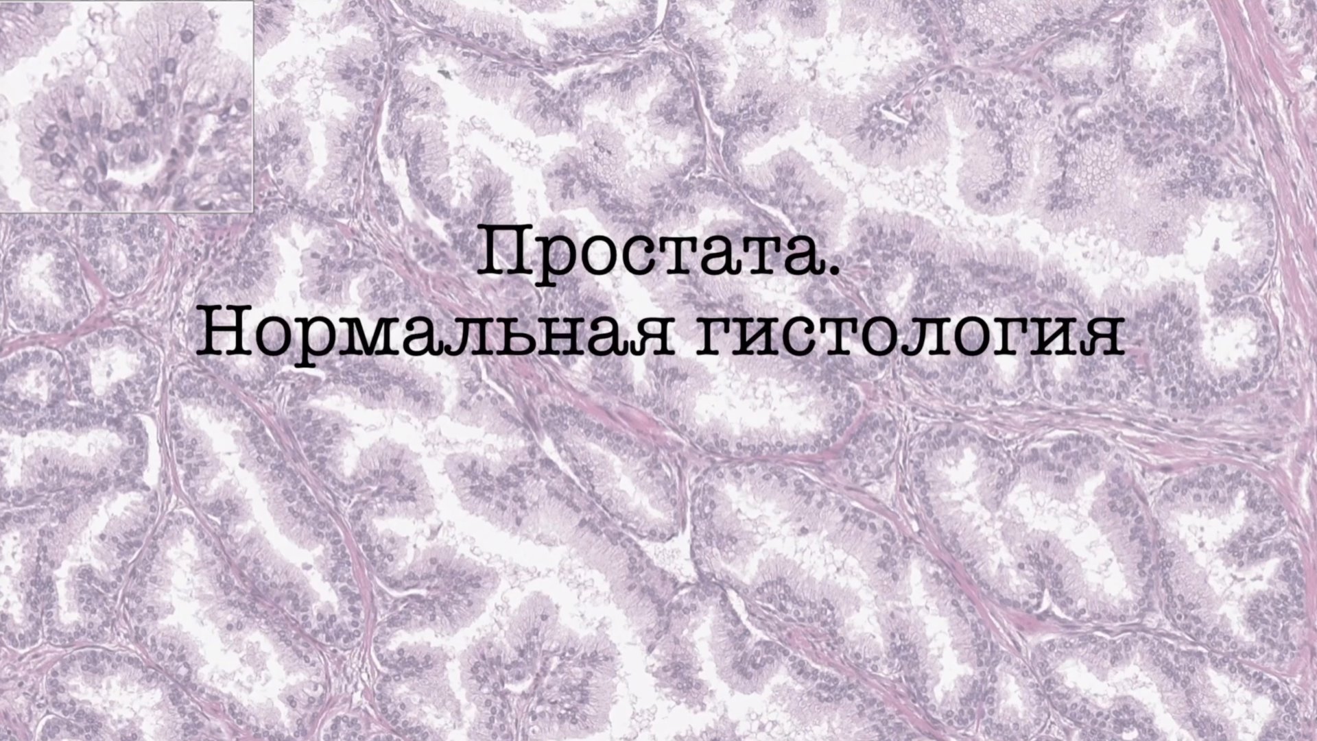 Простата. Нормальная гистология