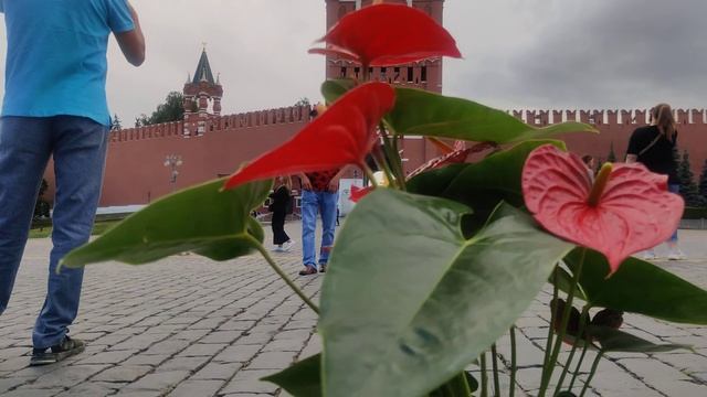 Цветы Вместе Антуриум шагает по стране - Anthurium Edison, г. Москва, Красная площадь