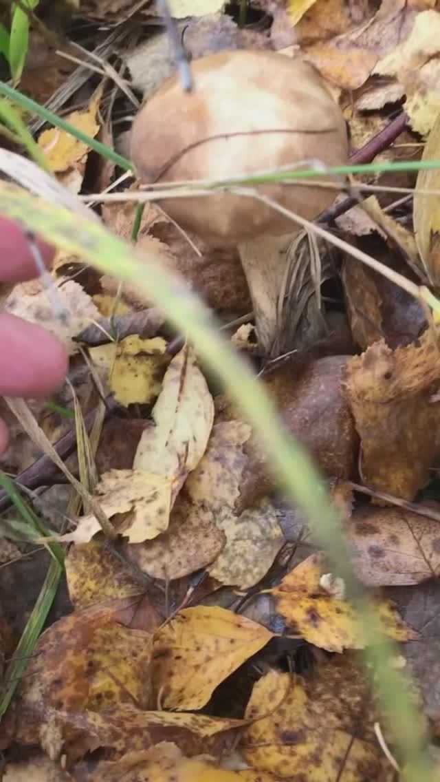 Молодой Подберёзовик