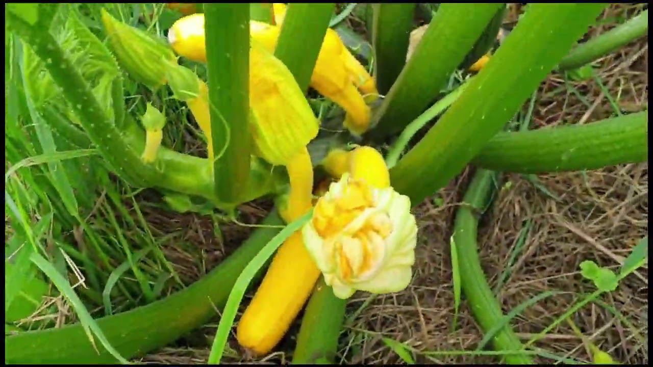 НАША ДАЧА Кабачки Помидоры Клумба Дорога