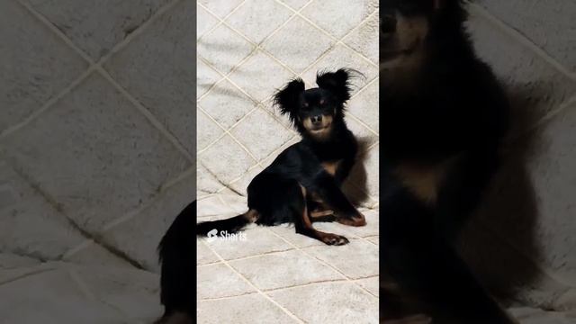 Ой, какой красивый, сейчас мама сфотографирует)) (1).mp4