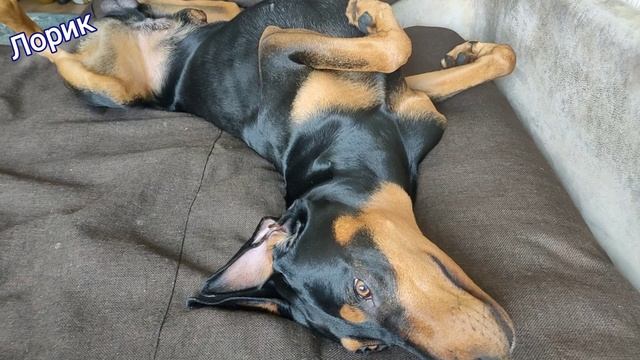 Болдёжь. Доберман Лорд.