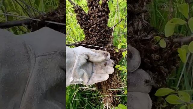 роевые пчёлы ласковые пушистики #affectionate fuzzies #ловим рой пчёл руками #пчелы #bees