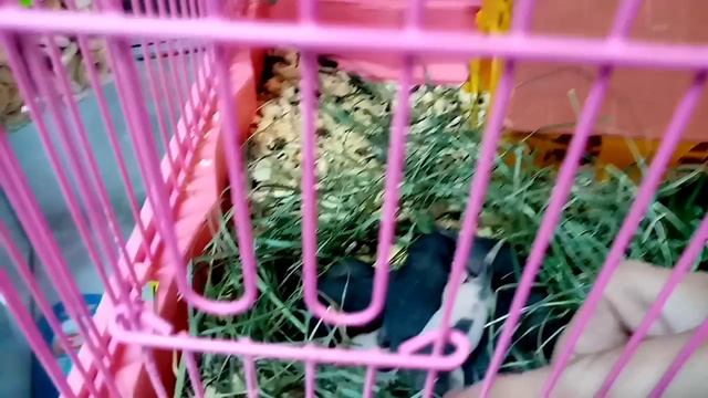 Малявки подрастают.  Насчитала десять штук