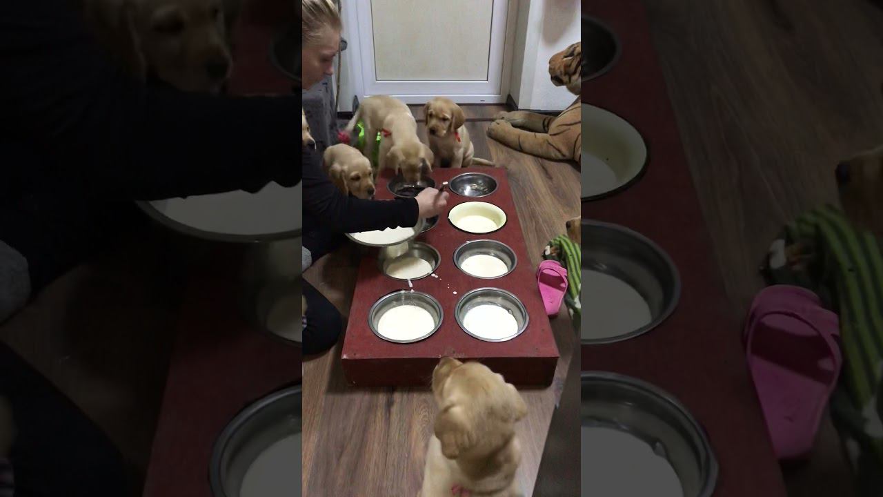 Маленькие SHATSKIKH’S DOGS выпуск 2020г.