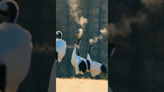 Журавли прилетели