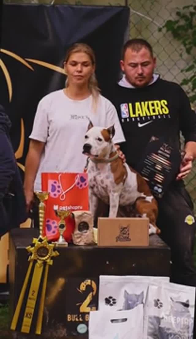 Амстафф Муня. Пит-стафф многоборье BullGames 04.08.24 г. Санкт-Петербург. Спорт для собак