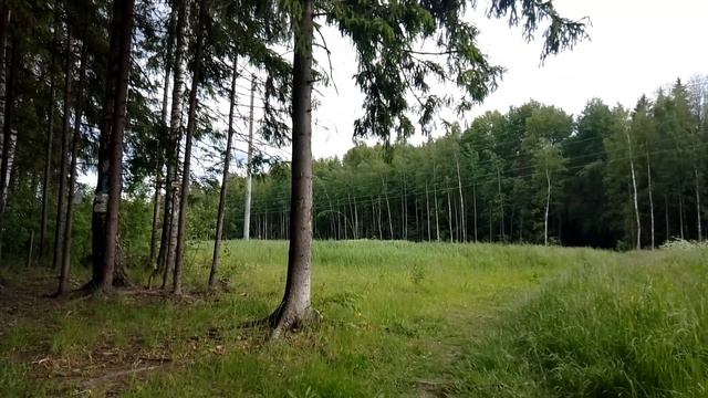 Лес возле ЛЭП. Июнь 2022