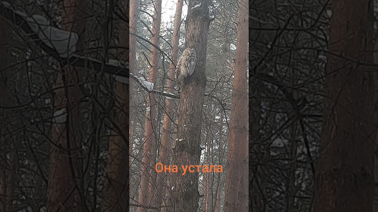Сова спит - она устала #сова #неясыть #красота #кемерово