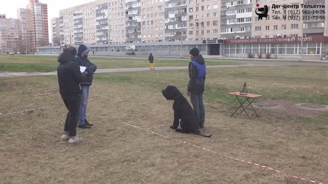 Вахтерова Наталья и ризеншнауцер ГЛОРИС СИРИУС БЛЭК (Рон). Испытания УГС. Тольятти, 25 апреля 2021.
