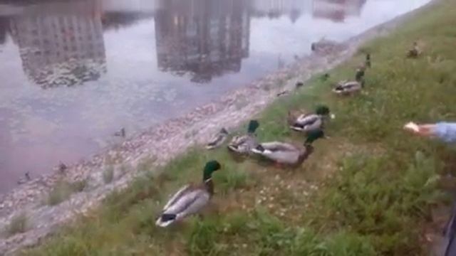 ИВАНОВО 2021 Путешествуем по Золотому кольцу России Набережная города (Много крупных диких уток)