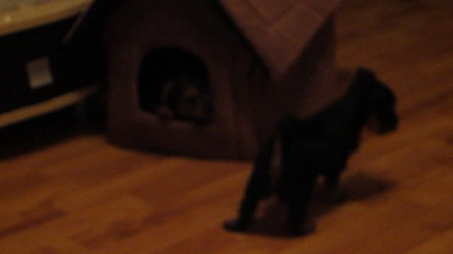 битва за дом (конопята)