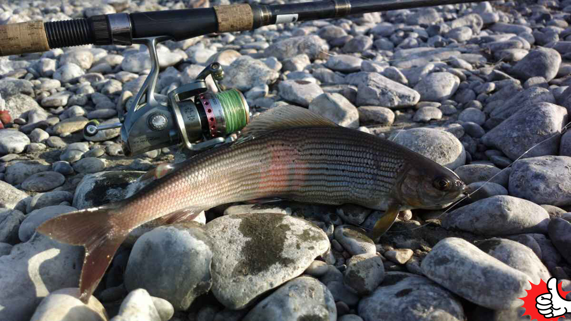 Хариус клюёт как с бочки#Shorts.avi