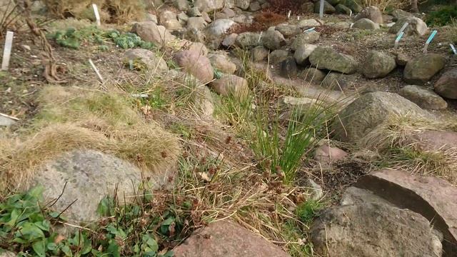 Нарцисс кантабрийский (лат. Narcissus cantabricus). Ботанический сад, г. Орхус, Дания. 21 янв. 2022