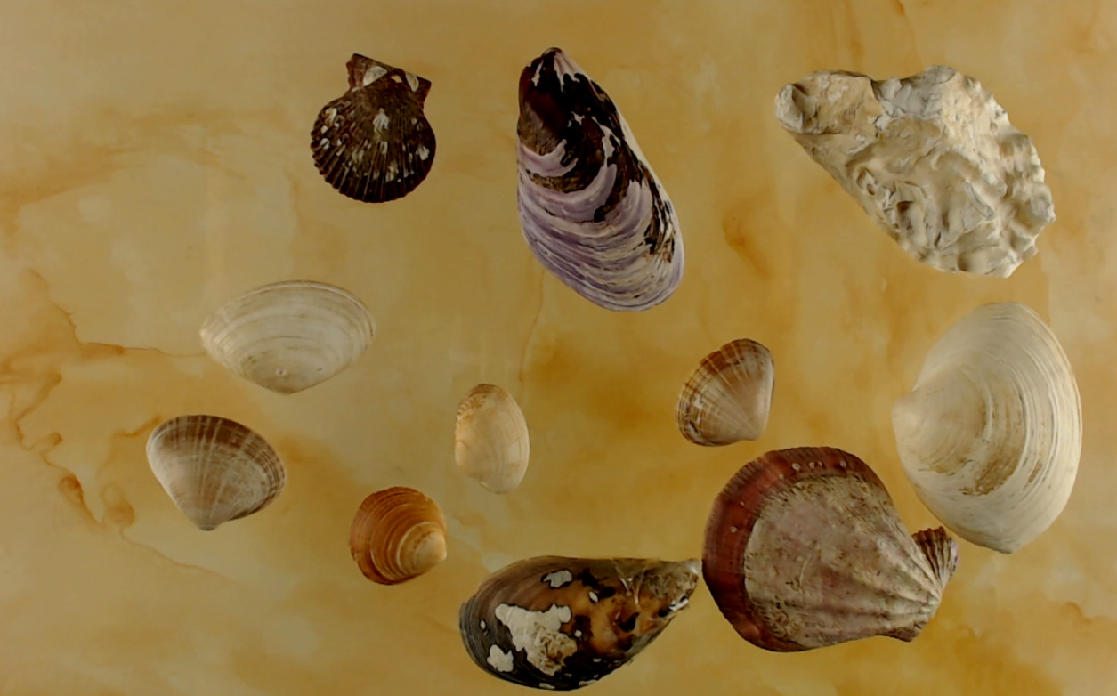 "Убегающие ракушки ". Предметная анимация от группы 1-го года обучения. Мультстудия "Ручеёк"