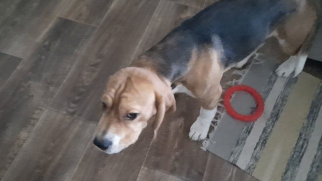 Бигль Савва ... а не спеть ли нам песню?