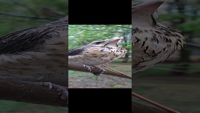 Птенец дрозда рябинника