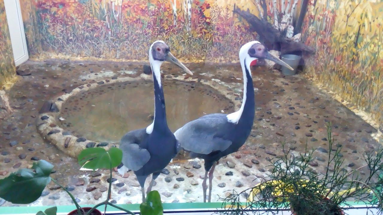 Драка Фламинго и Другие Прикольные Птички!