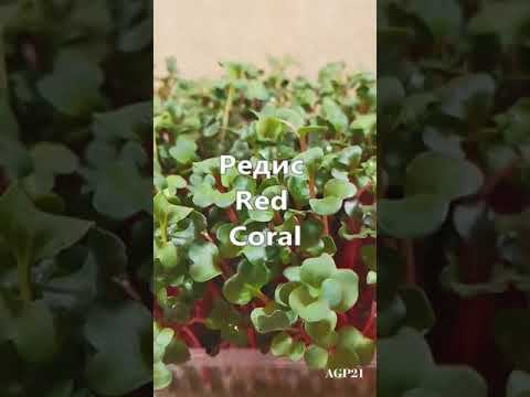 Редис Red Coral
