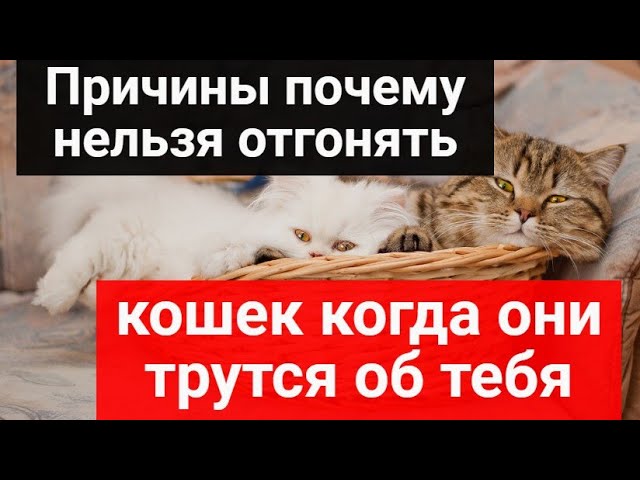 Причины почему нельзя отгонять кошек когда они трутся об тебя